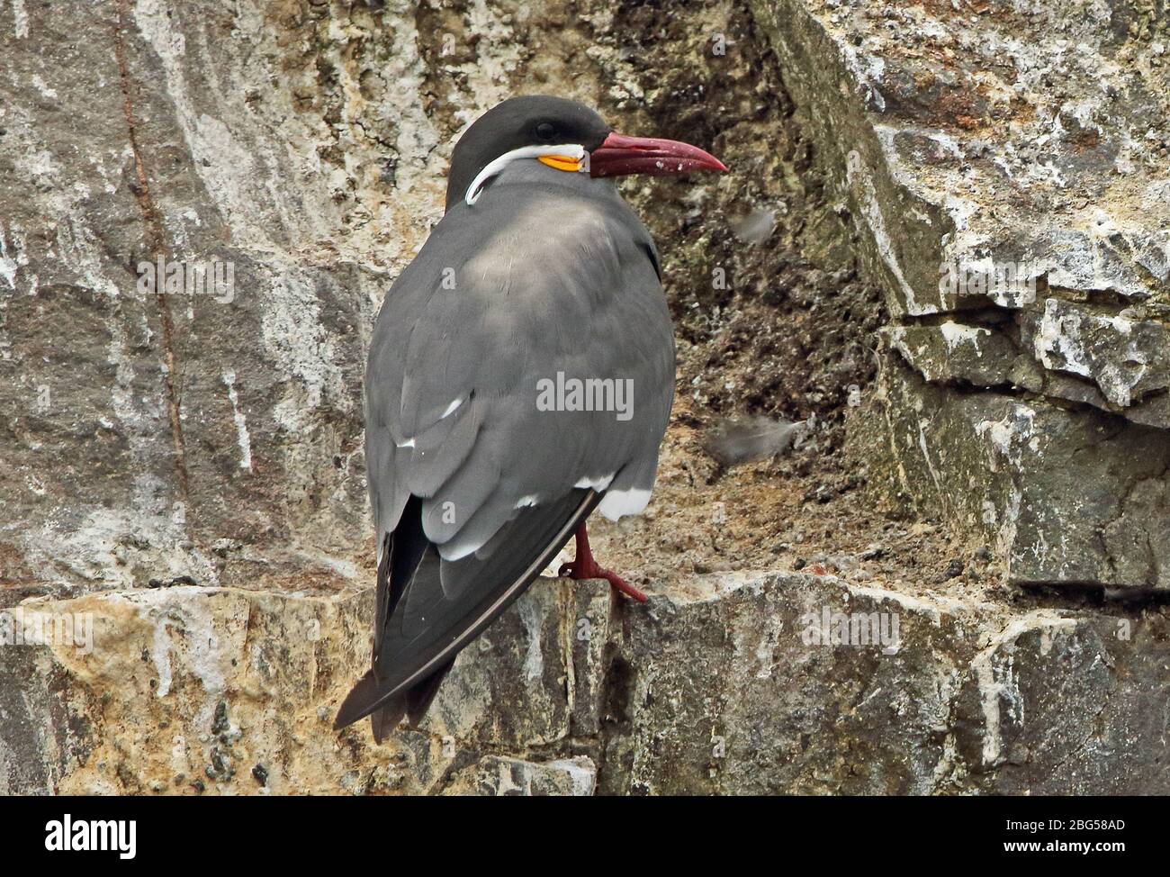 Inca Tern (Larosterna inca) adult resting on cliff Pucusana, Peru March ...