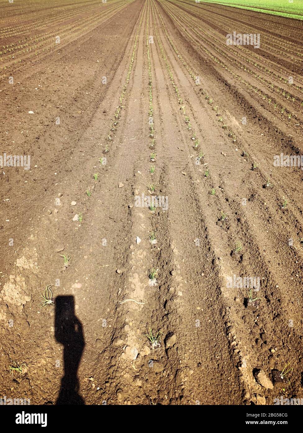 Field cultivation agriculture Stock Photo - Alamy