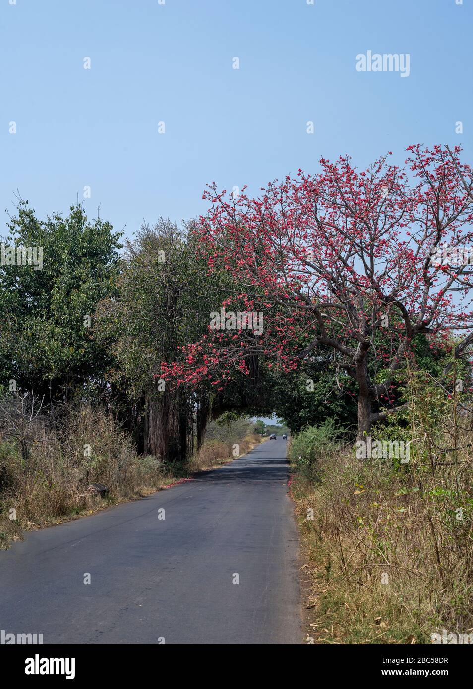 State flower of maharashtra hi-res stock photography and images - Alamy