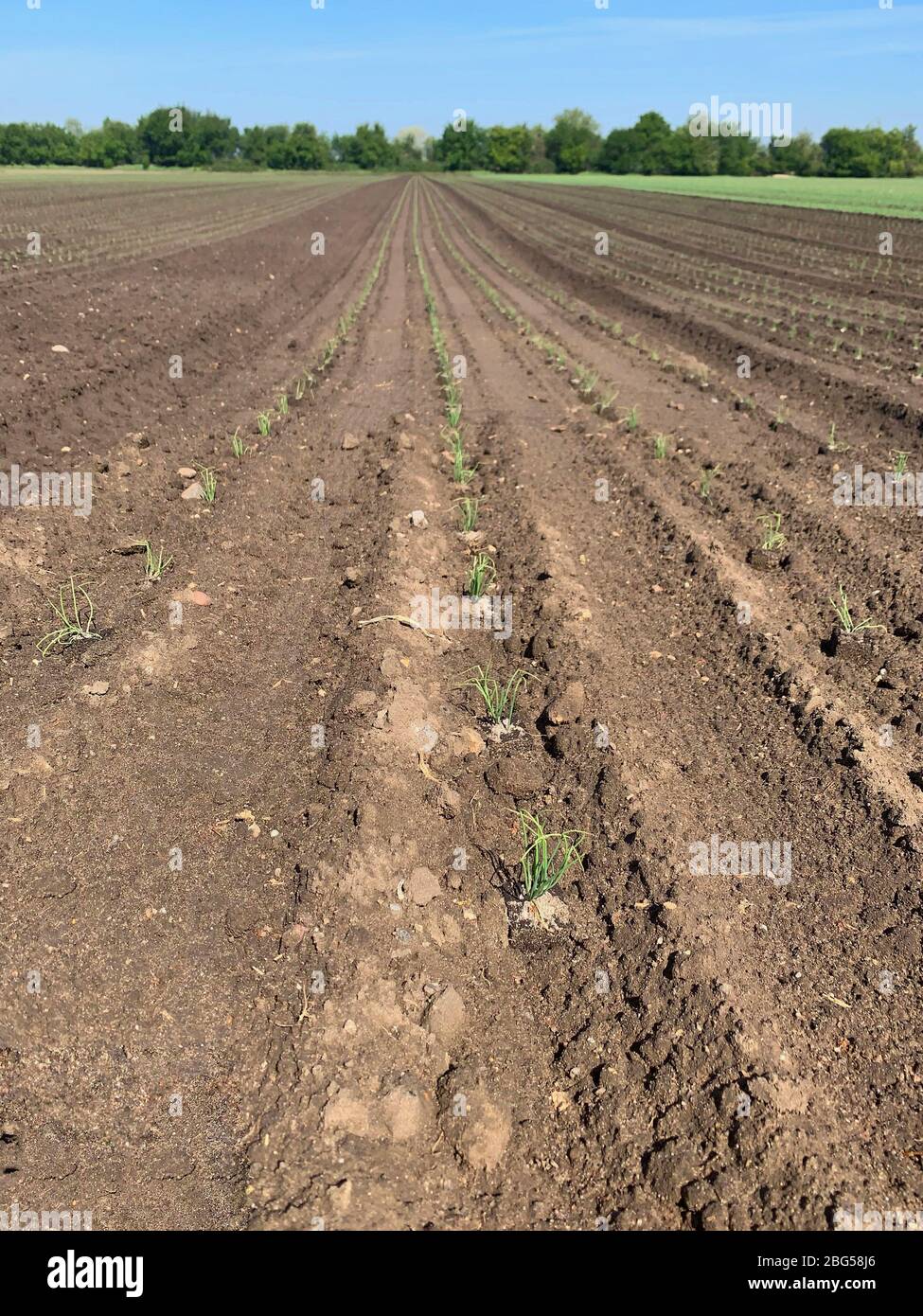 Field cultivation agriculture Stock Photo - Alamy