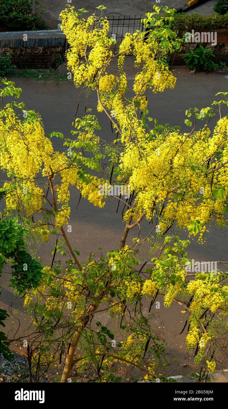 Golden tree cassia fistula fruit hi-res stock photography and images - Alamy