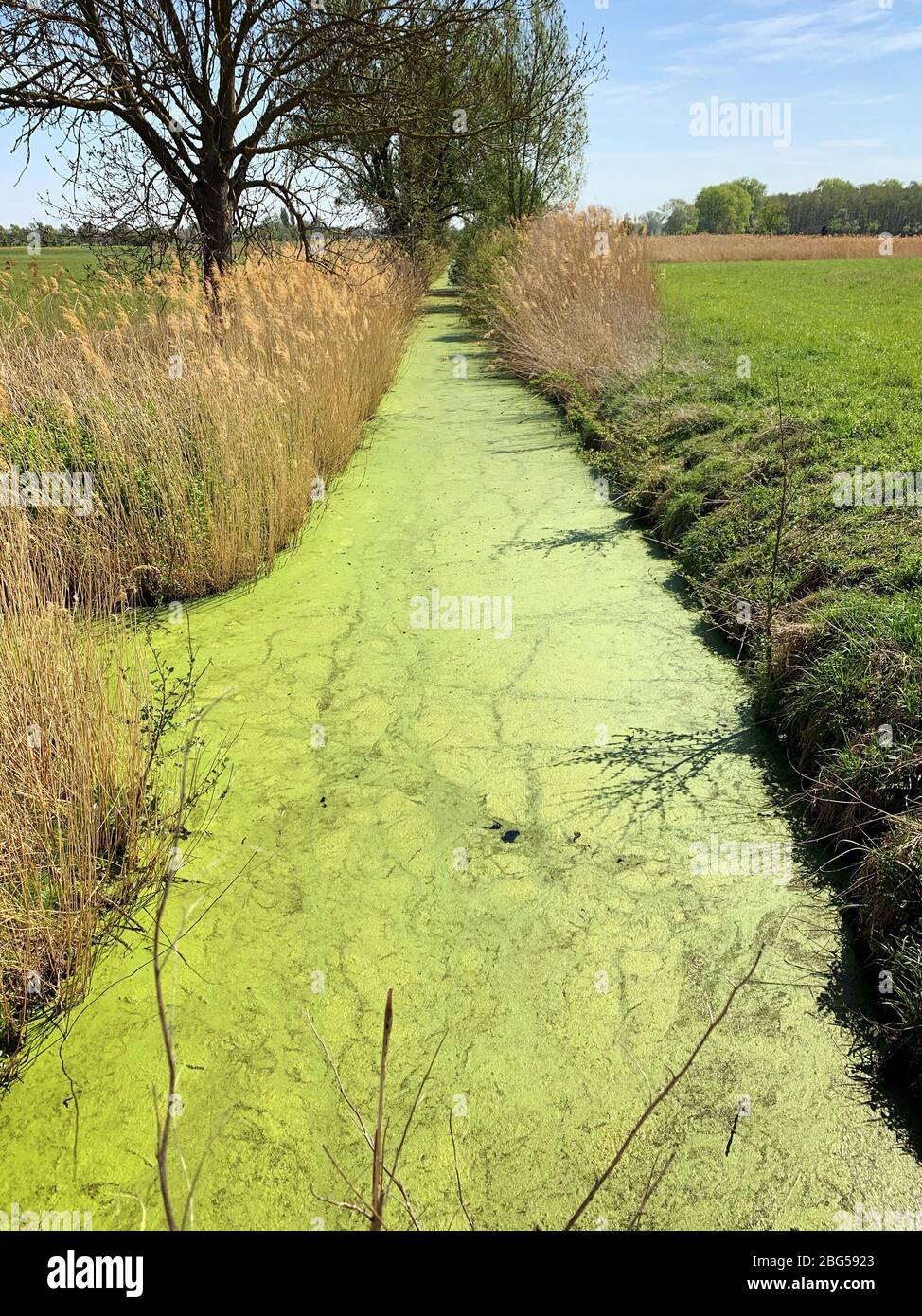 Species of duckweed hi-res stock photography and images - Alamy