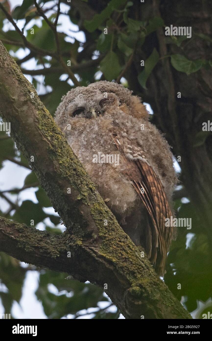 Tawny Owl (Strix aluco Stock Photo - Alamy