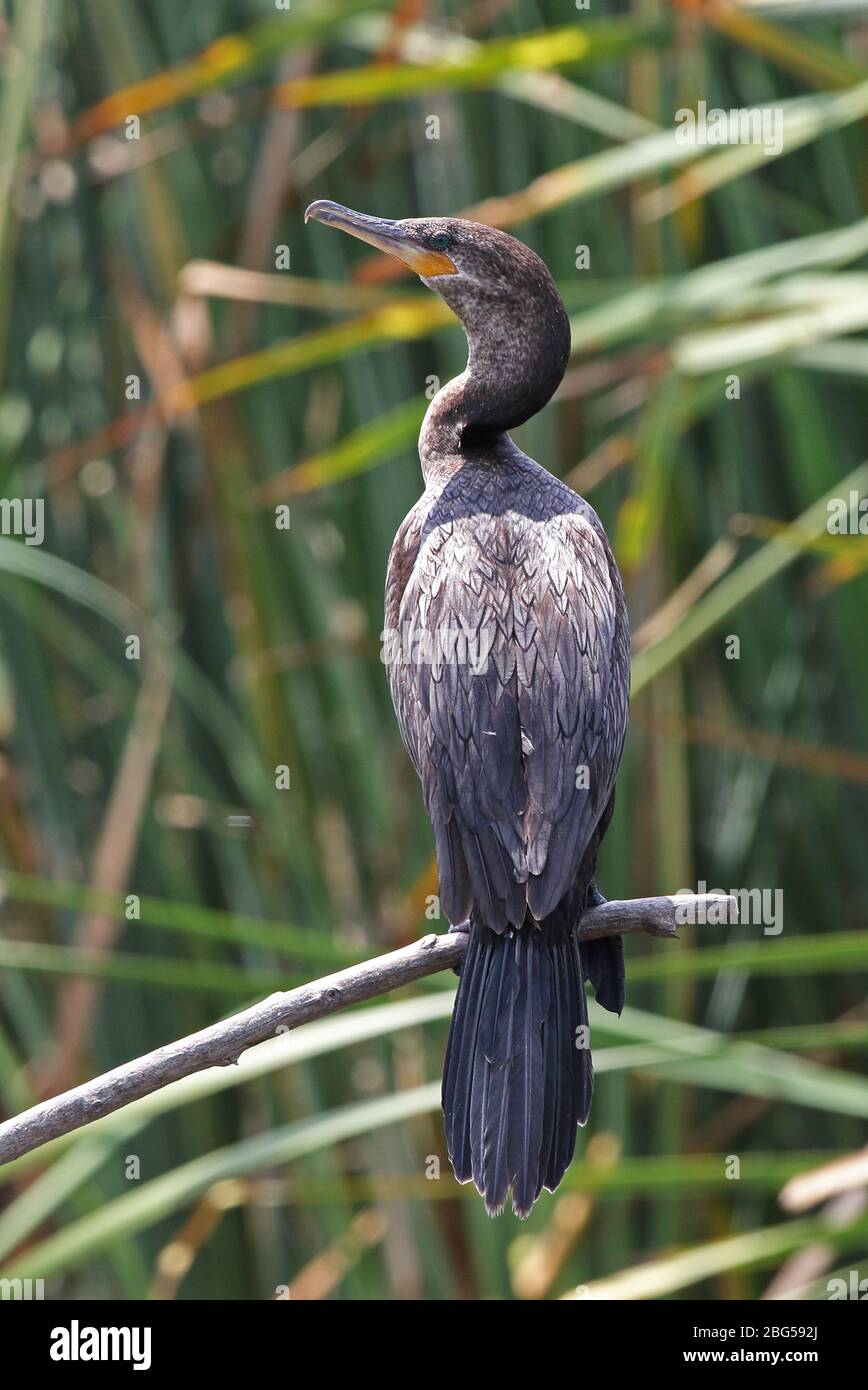 Neotropical Cormorant (Phalacrocorax brasilianus brasilianus) immature ...