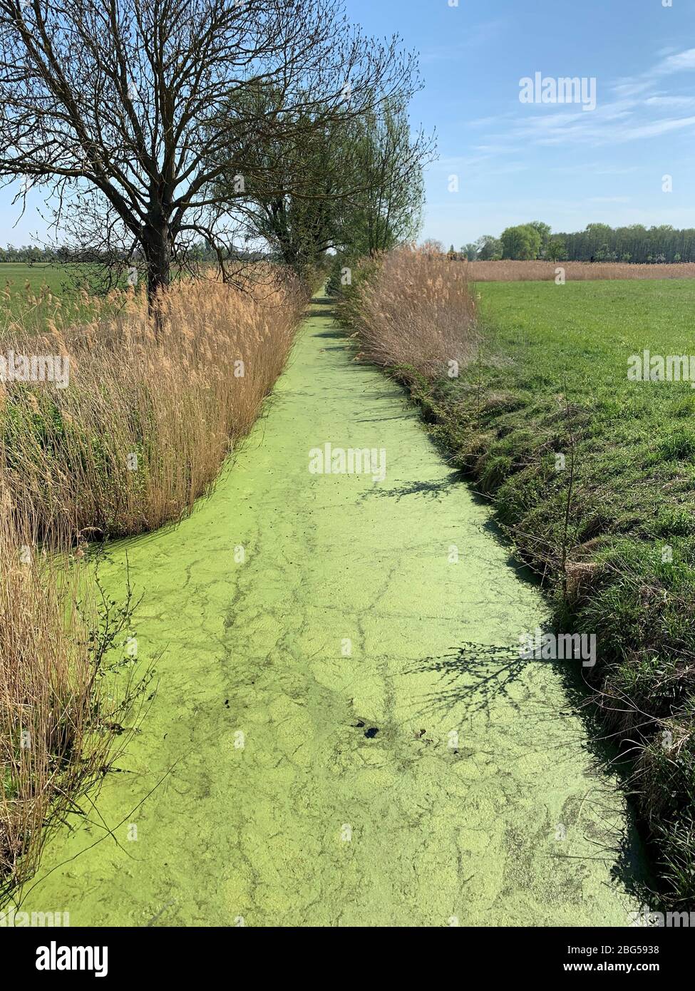Species of duckweed hi-res stock photography and images - Alamy