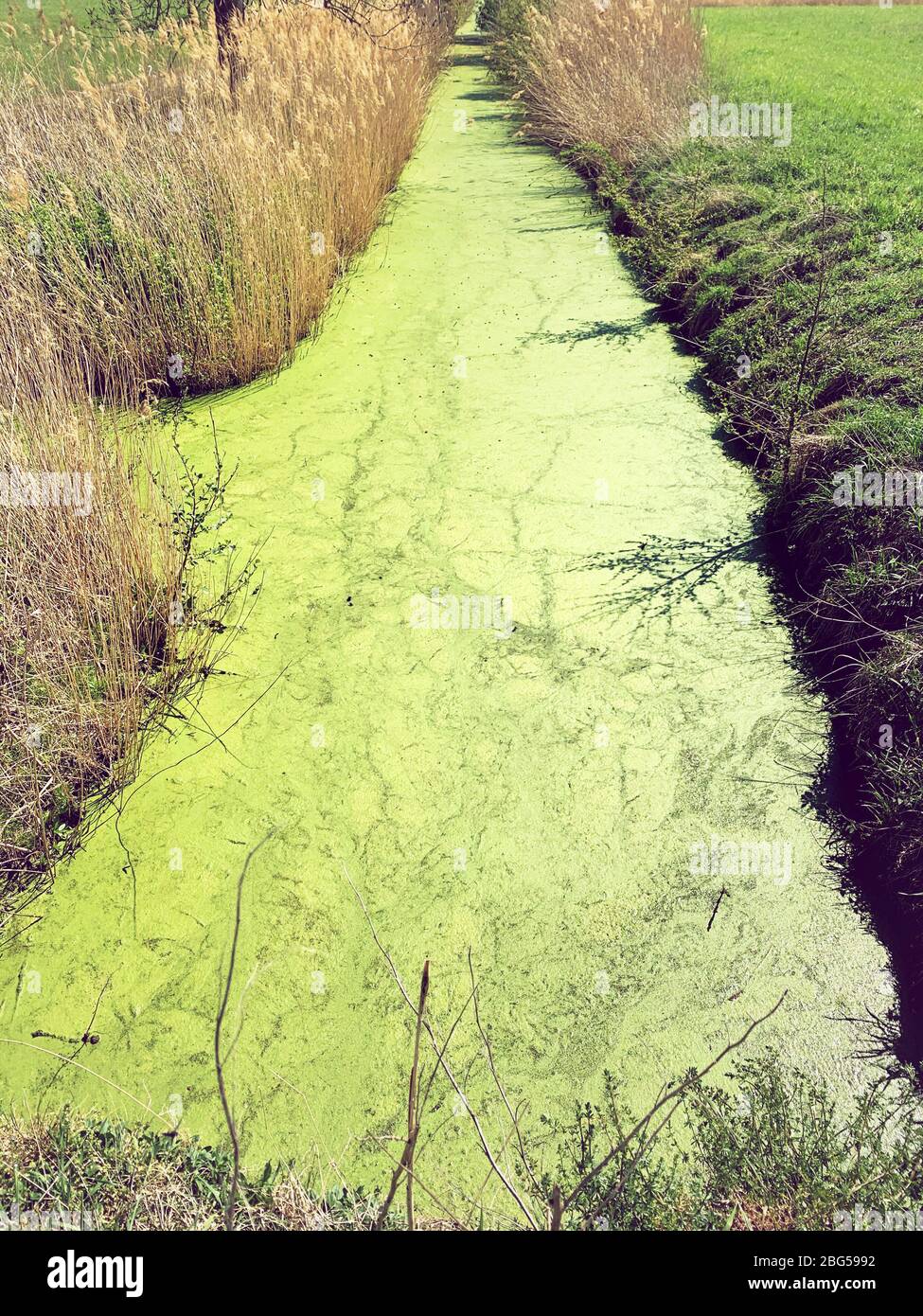 River with reeds and duckweed Stock Photo - Alamy
