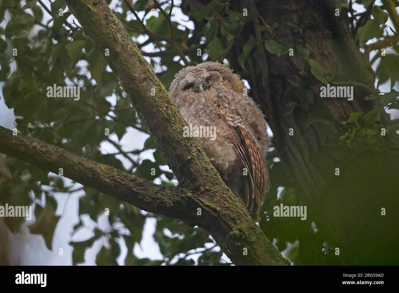 Tawny Owl (Strix aluco Stock Photo - Alamy