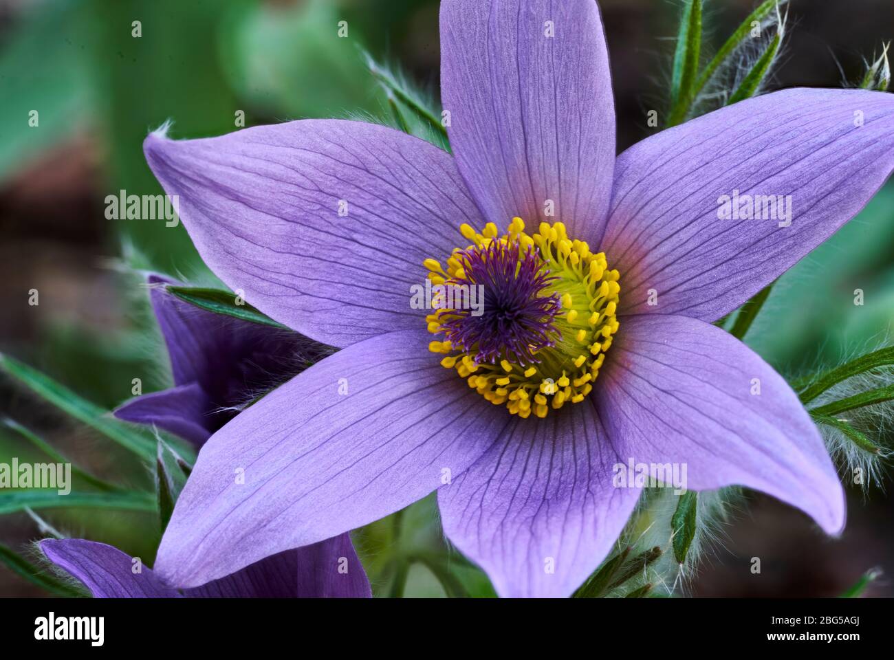 Pulsatilla grandiflora hi-res stock photography and images - Alamy