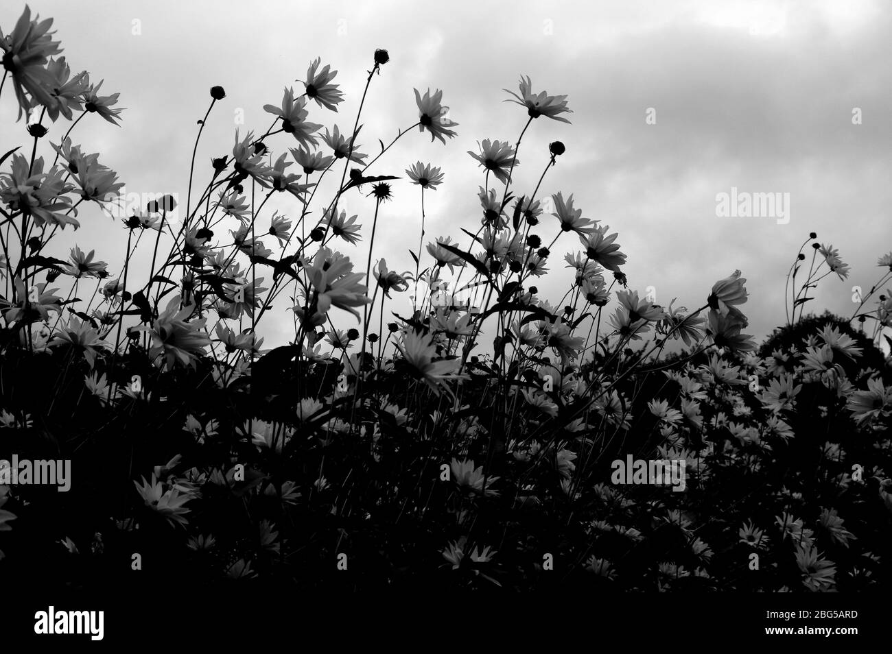 Wild flowers grow in Black and White Stock Photos & Images - Alamy