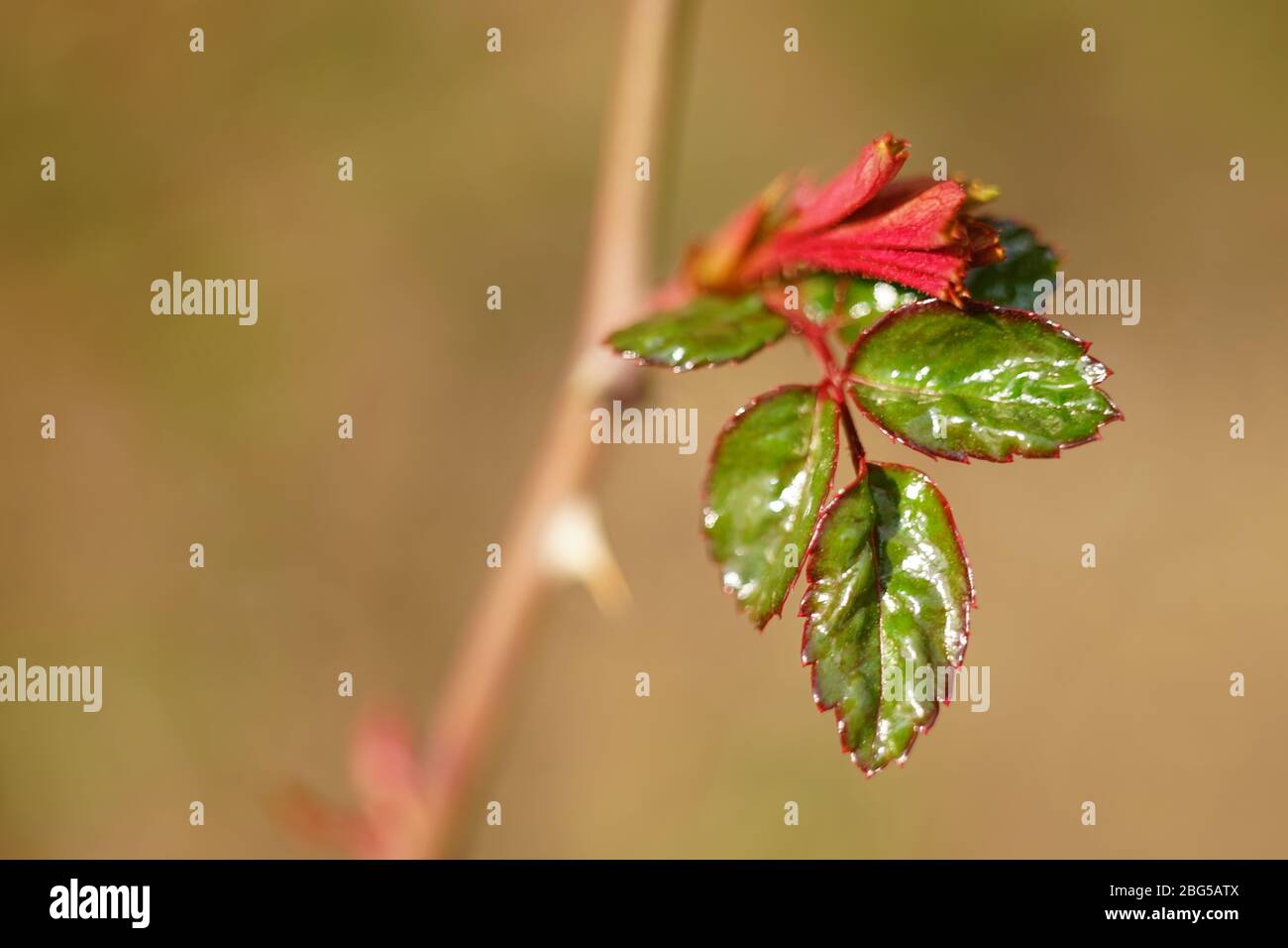 Shiny new green leaves of rose flower grow in the garden closeup Stock ...