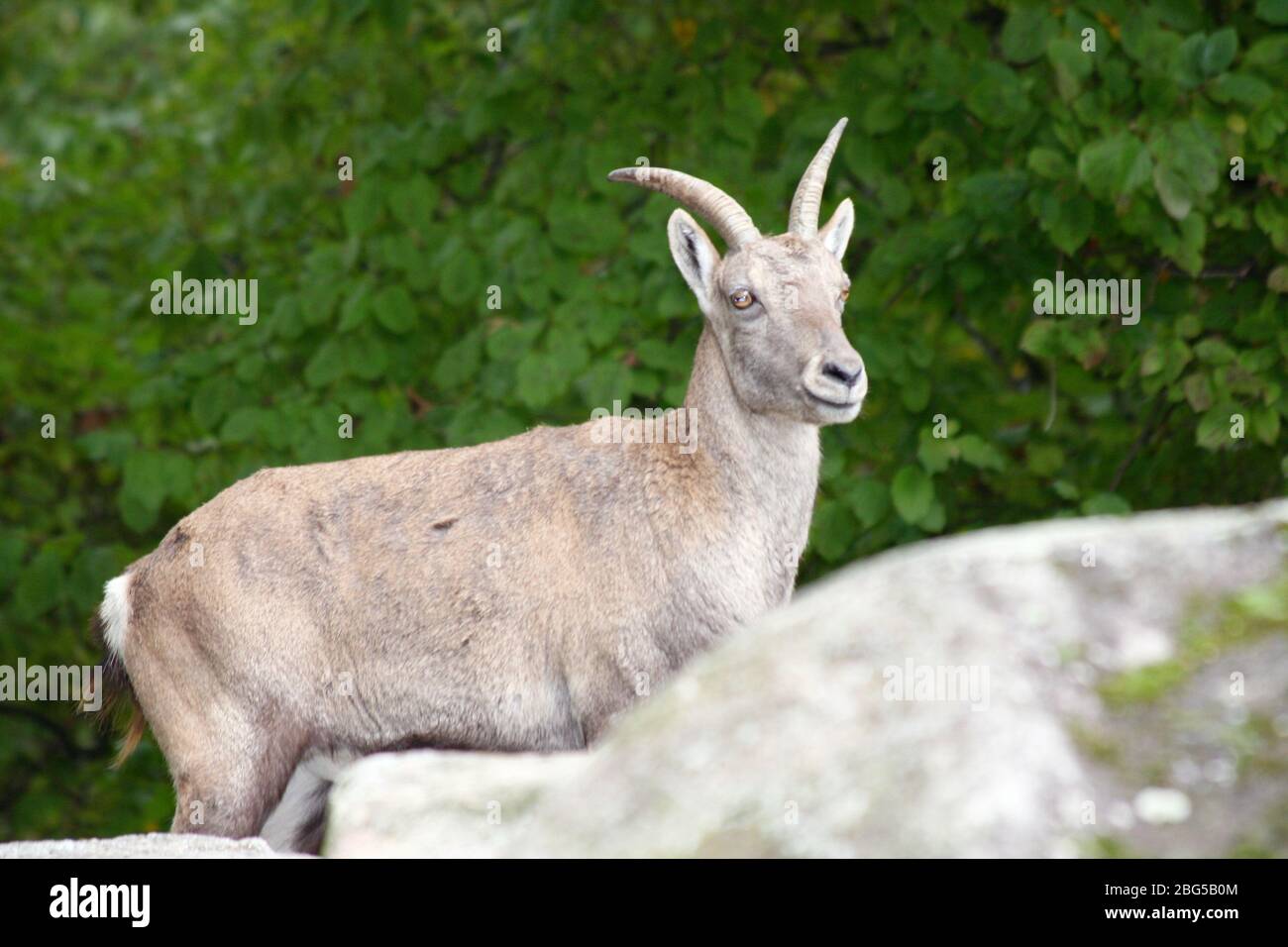 Weiblicher steinbock hi-res stock photography and images - Alamy