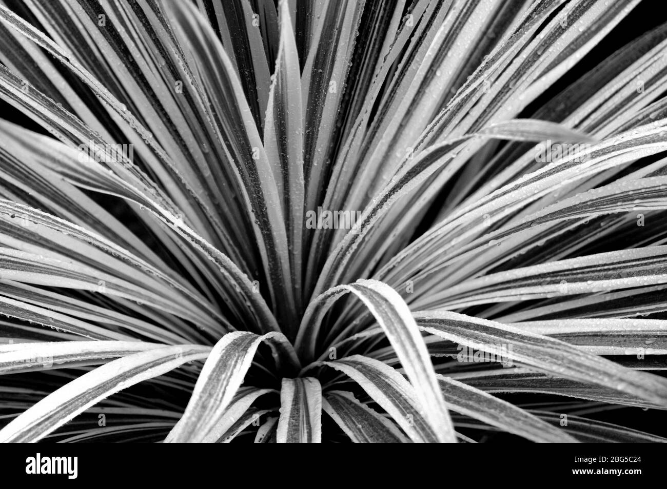 Wild flowers grow in Black and White Stock Photos & Images - Alamy