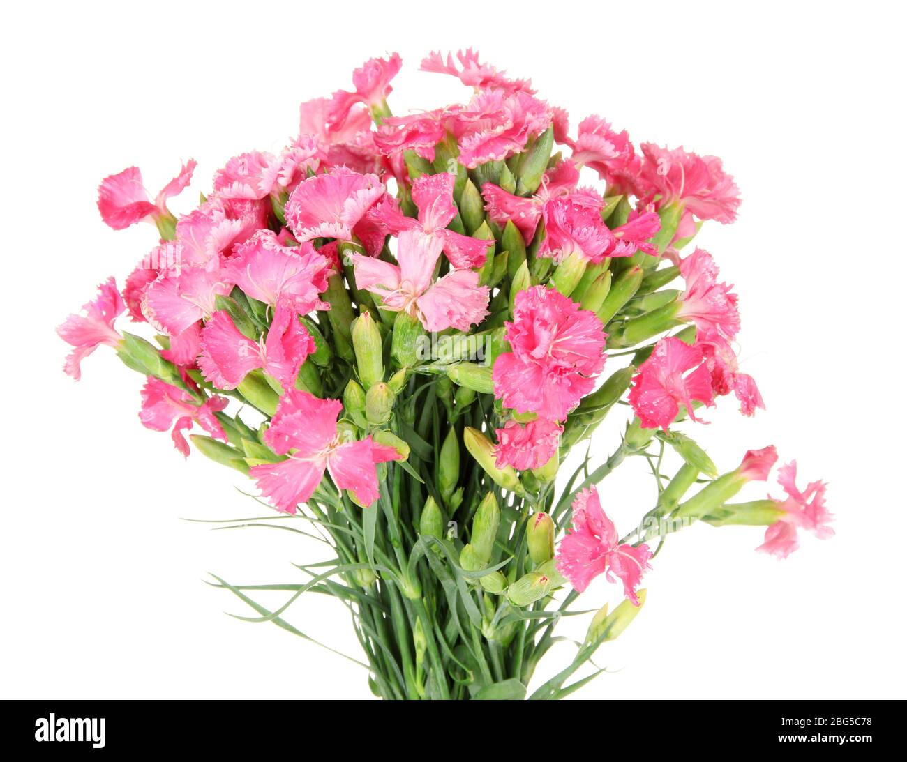 Bouquet of carnations, isolated on white Stock Photo - Alamy