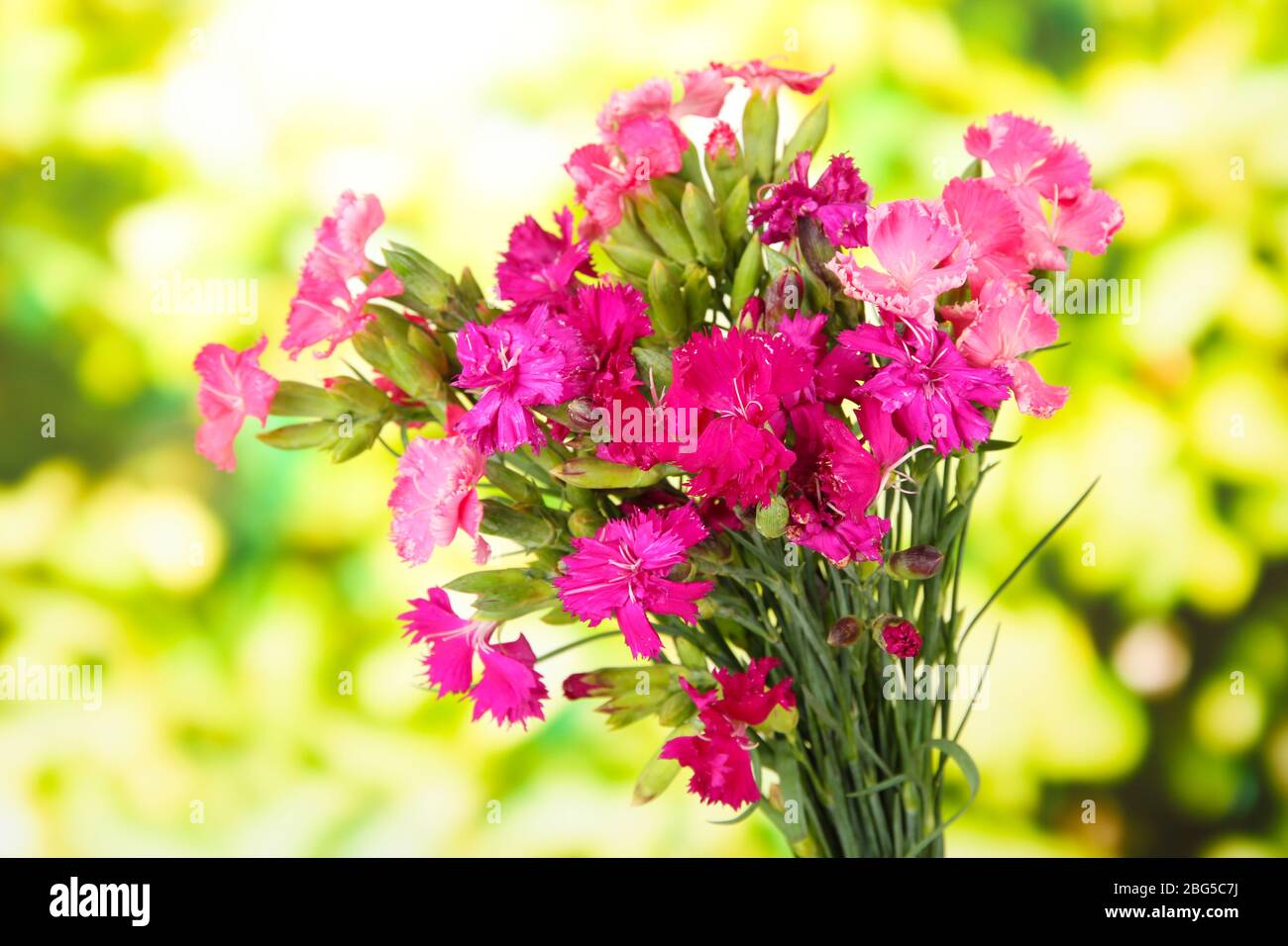 Bouquet of carnations, on bright background Stock Photo - Alamy