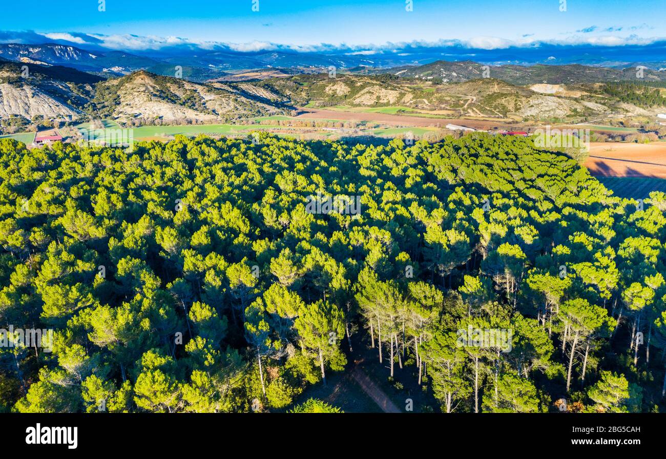 Aerial of conifer forest hi-res stock photography and images - Alamy