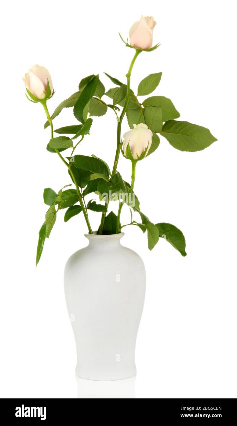 Beautiful roses in vase, isolated on white Stock Photo - Alamy