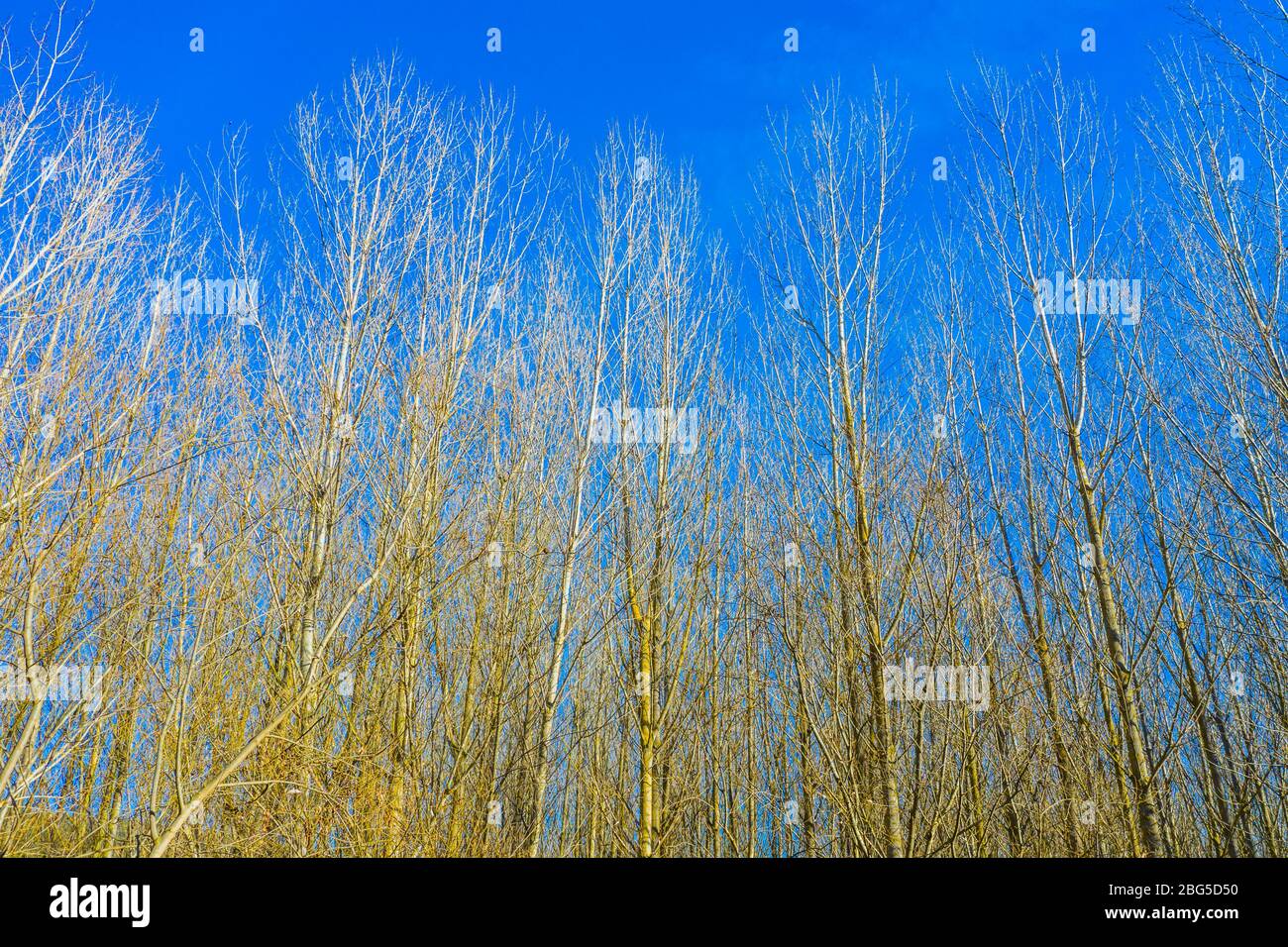 Poplar tree forest hi-res stock photography and images - Alamy