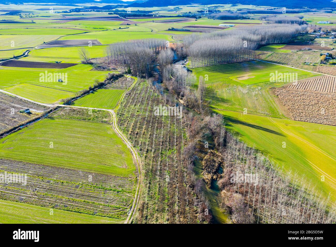 Agricultural area and poplar grove Stock Photo - Alamy