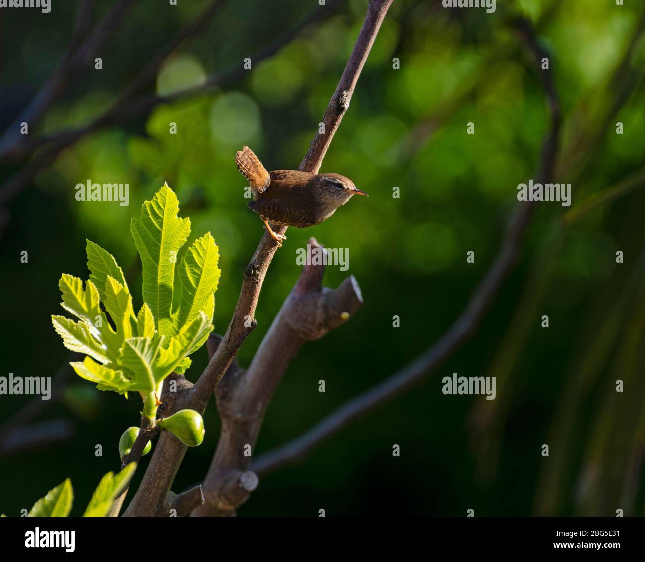 Blurred bird background hi-res stock photography and images - Alamy