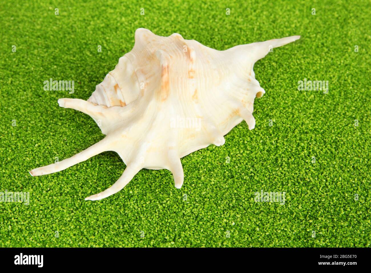 Shell on green crystals of sea salt background Stock Photo - Alamy