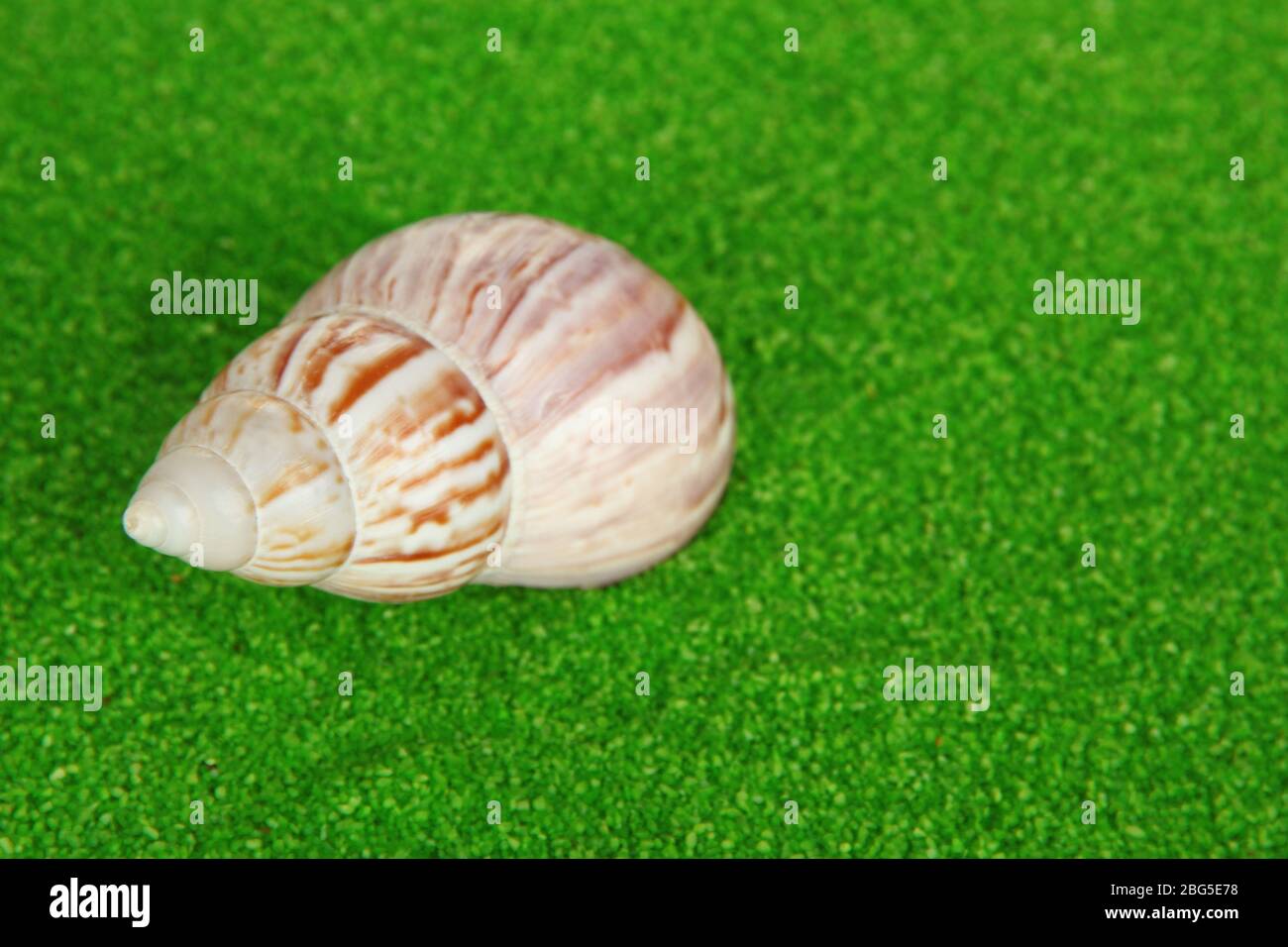 Shell on green crystals of sea salt background Stock Photo - Alamy
