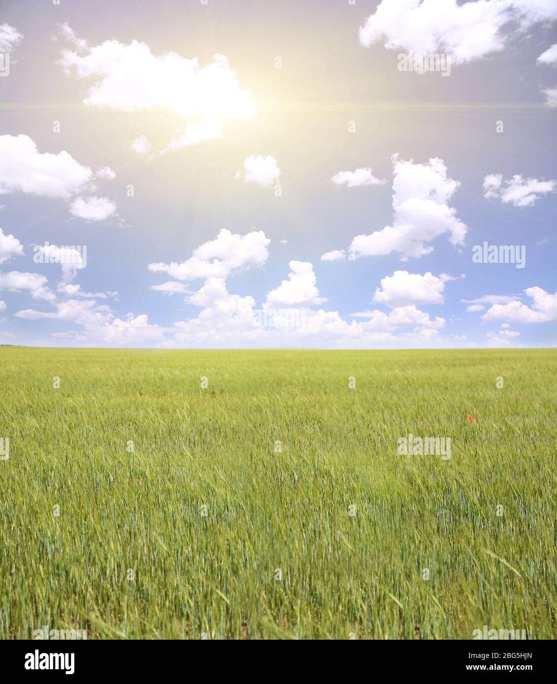 Beautiful field with wheat Stock Photo - Alamy