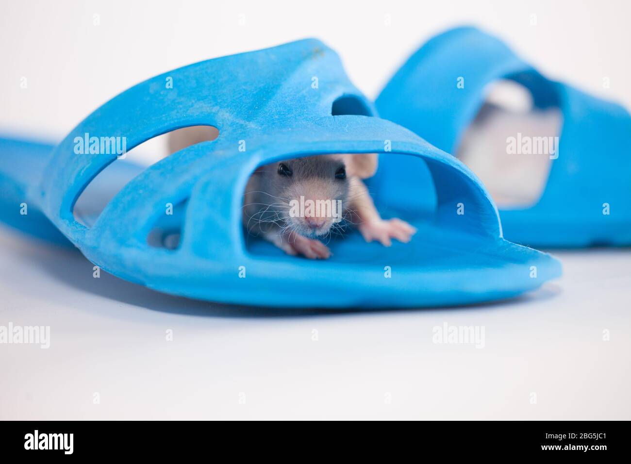 Hide and seek concept. Rats in blue shoes out of size Stock Photo - Alamy