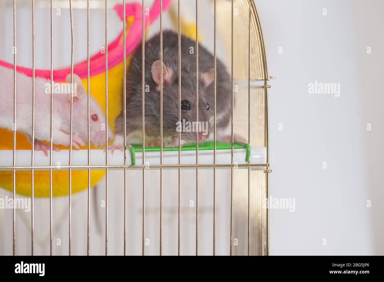 Self isolation concept. Rat in a cage. Fear of an epidemic. Pandemic ...