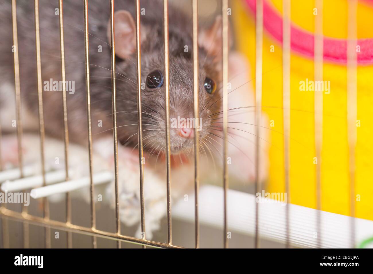 Self isolation concept. Rat in a cage. Fear of an epidemic. Pandemic ...