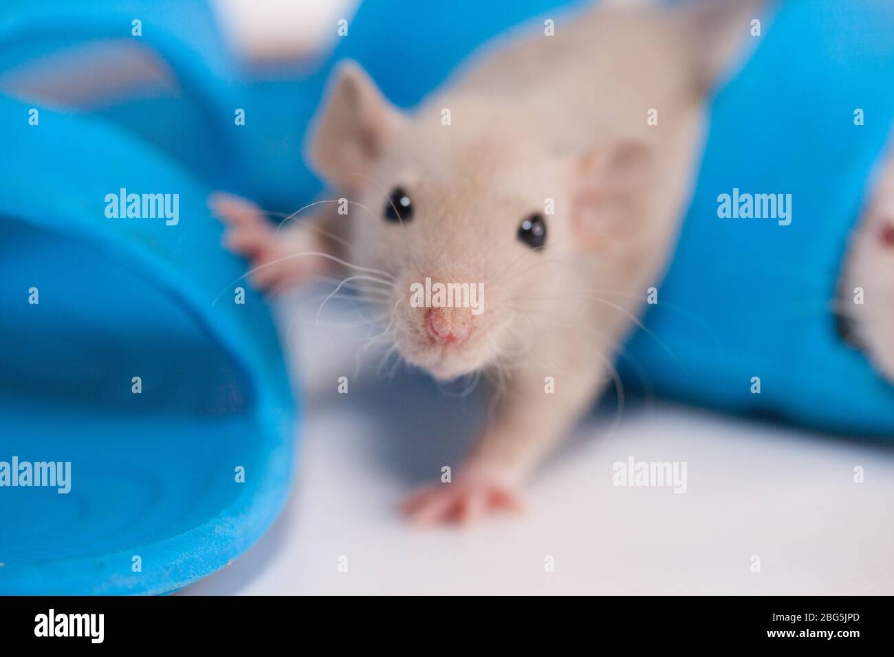 Hide and seek concept. Rats in blue shoes out of size Stock Photo - Alamy