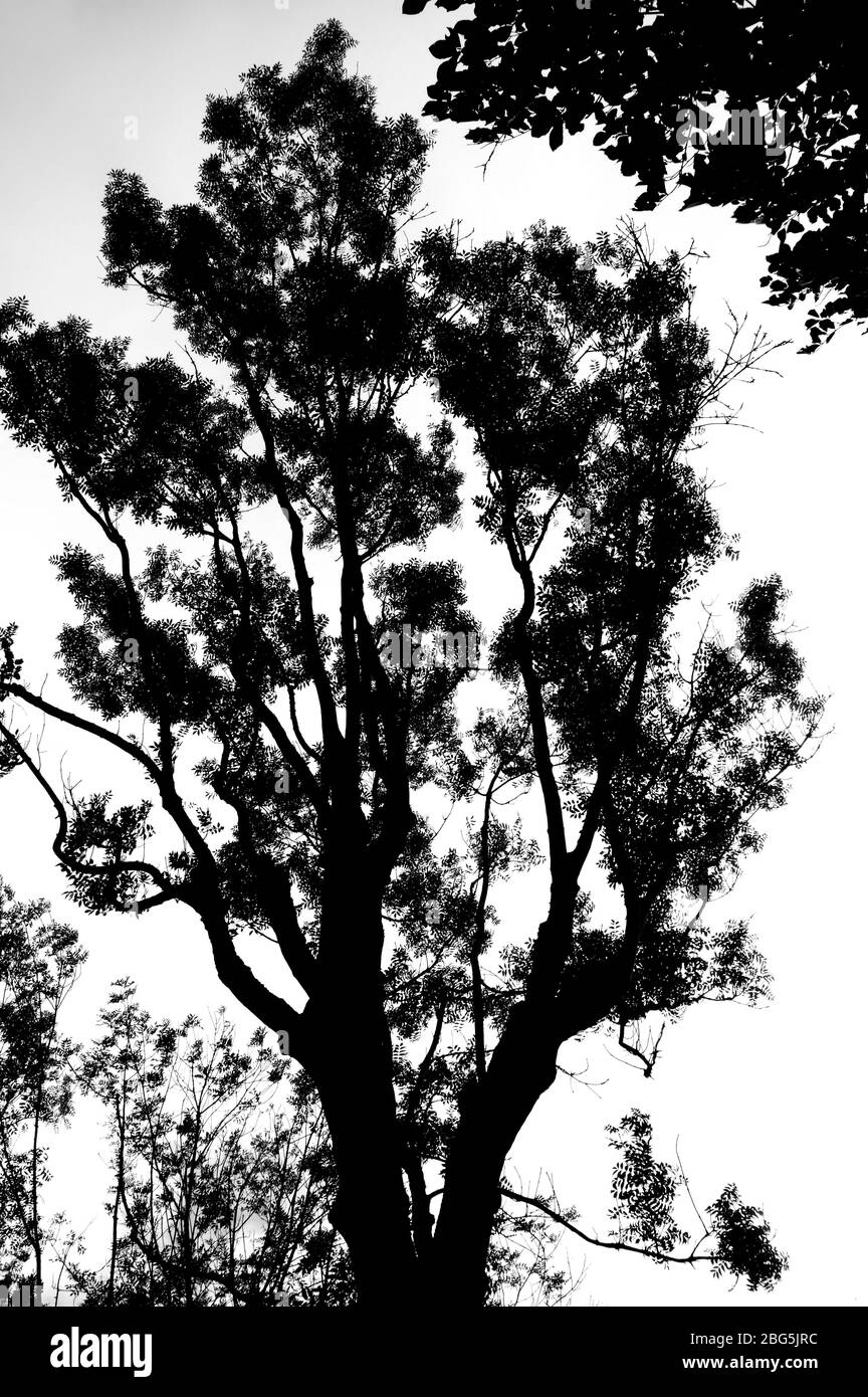 Silhouette tree branches and leaves in nature Stock Photo - Alamy