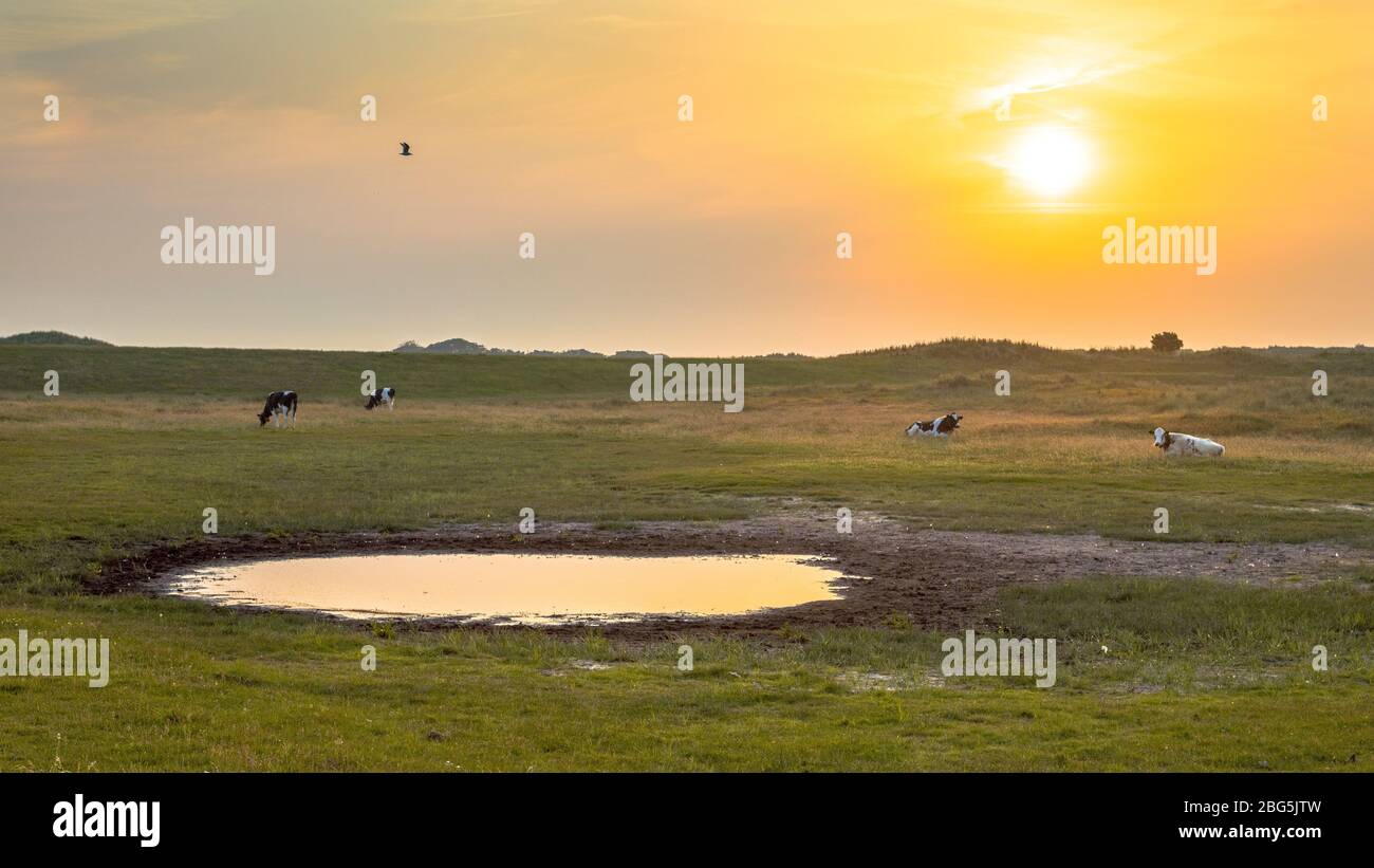 Drinking pool in meadow landscape with cows in the background. Wadden ...