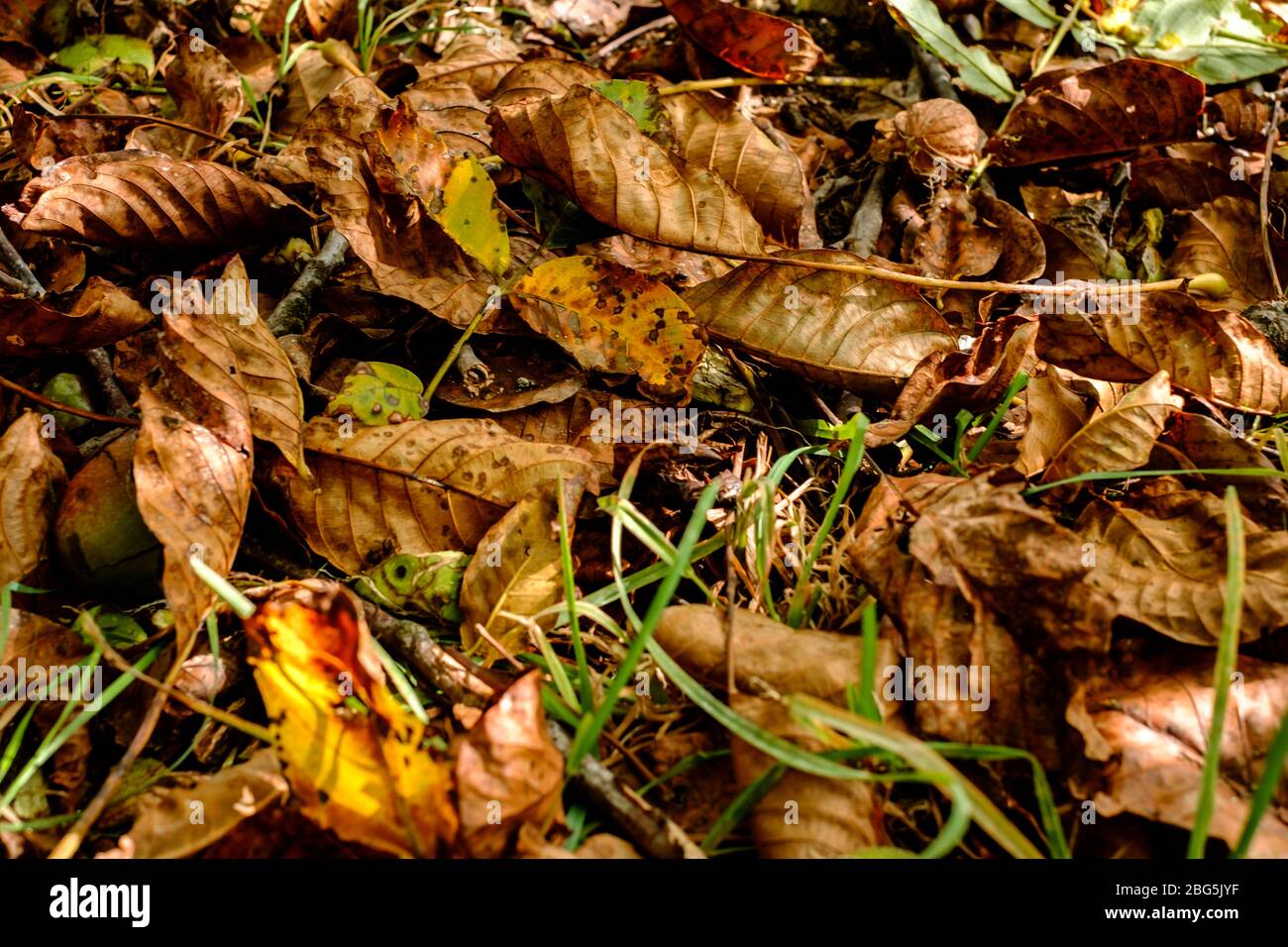 fallen walnuts in the grass Stock Photo - Alamy