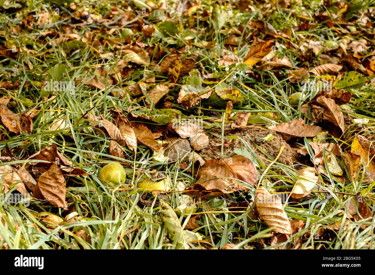 fallen walnuts in the grass Stock Photo - Alamy