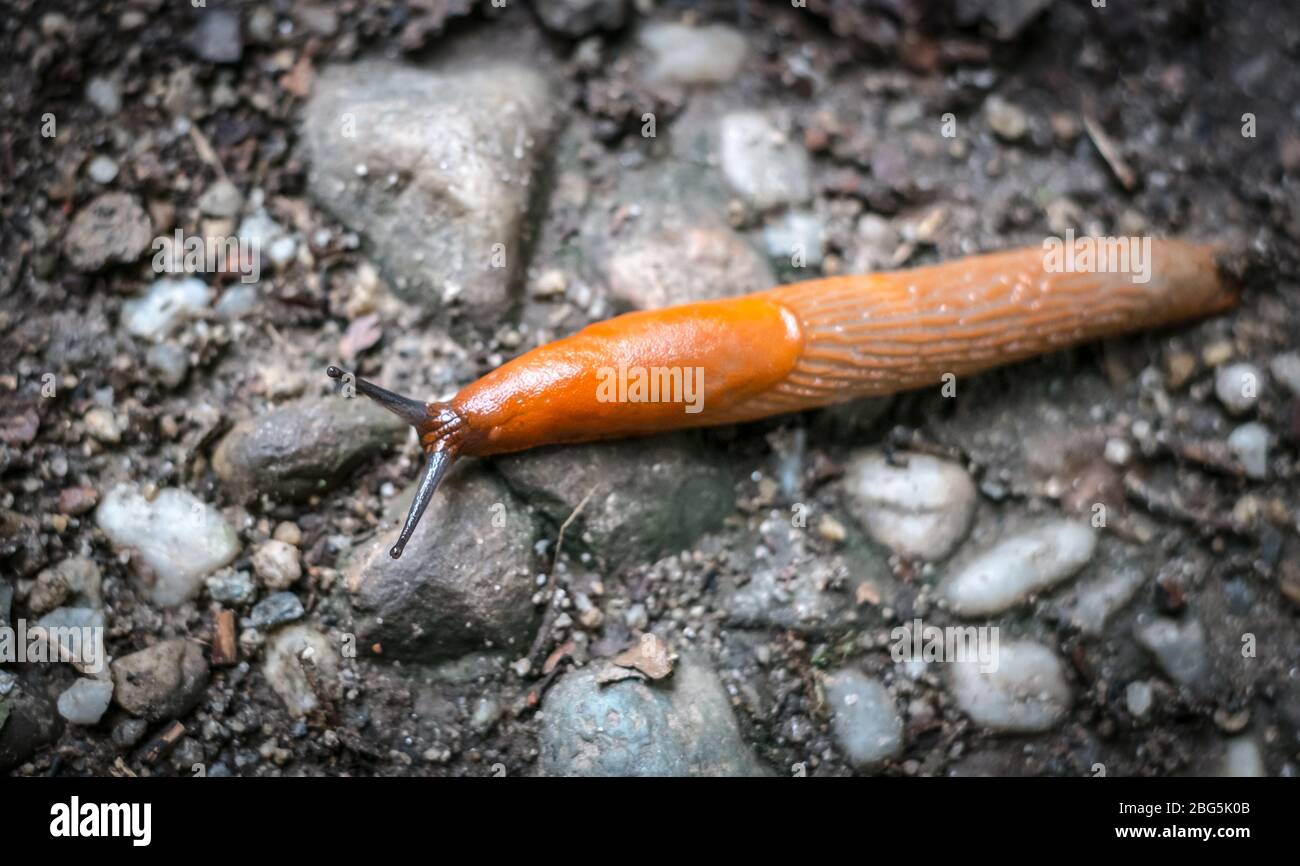 Limax maximus leaf hi-res stock photography and images - Alamy