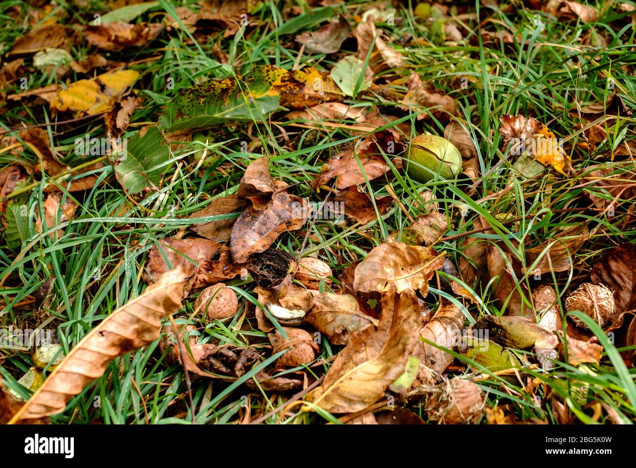 fallen walnuts in the grass Stock Photo - Alamy