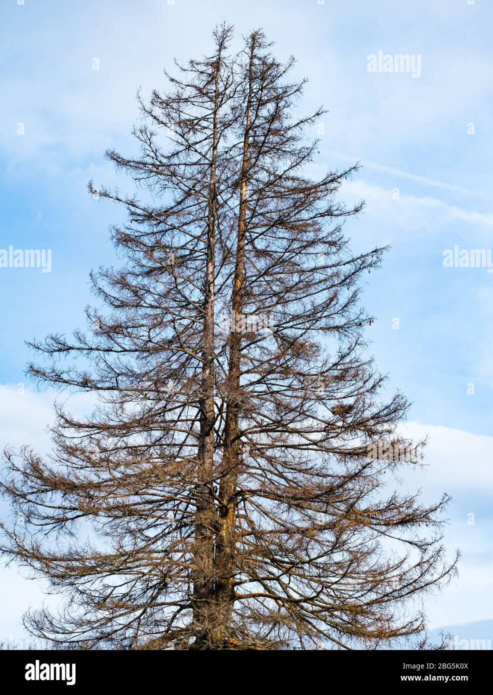 old dried big fir tree in nature Stock Photo - Alamy