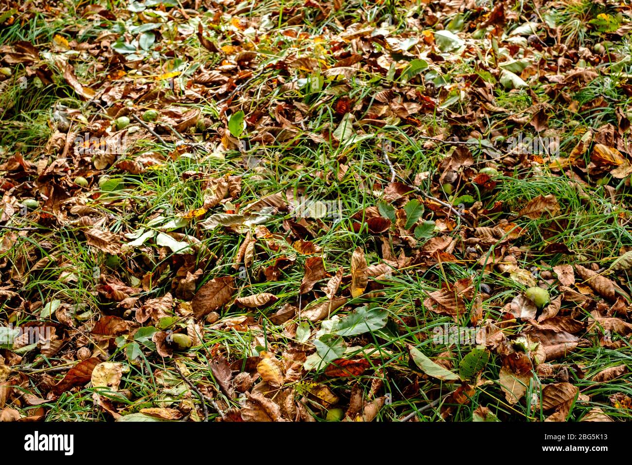 fallen walnuts in the grass Stock Photo - Alamy