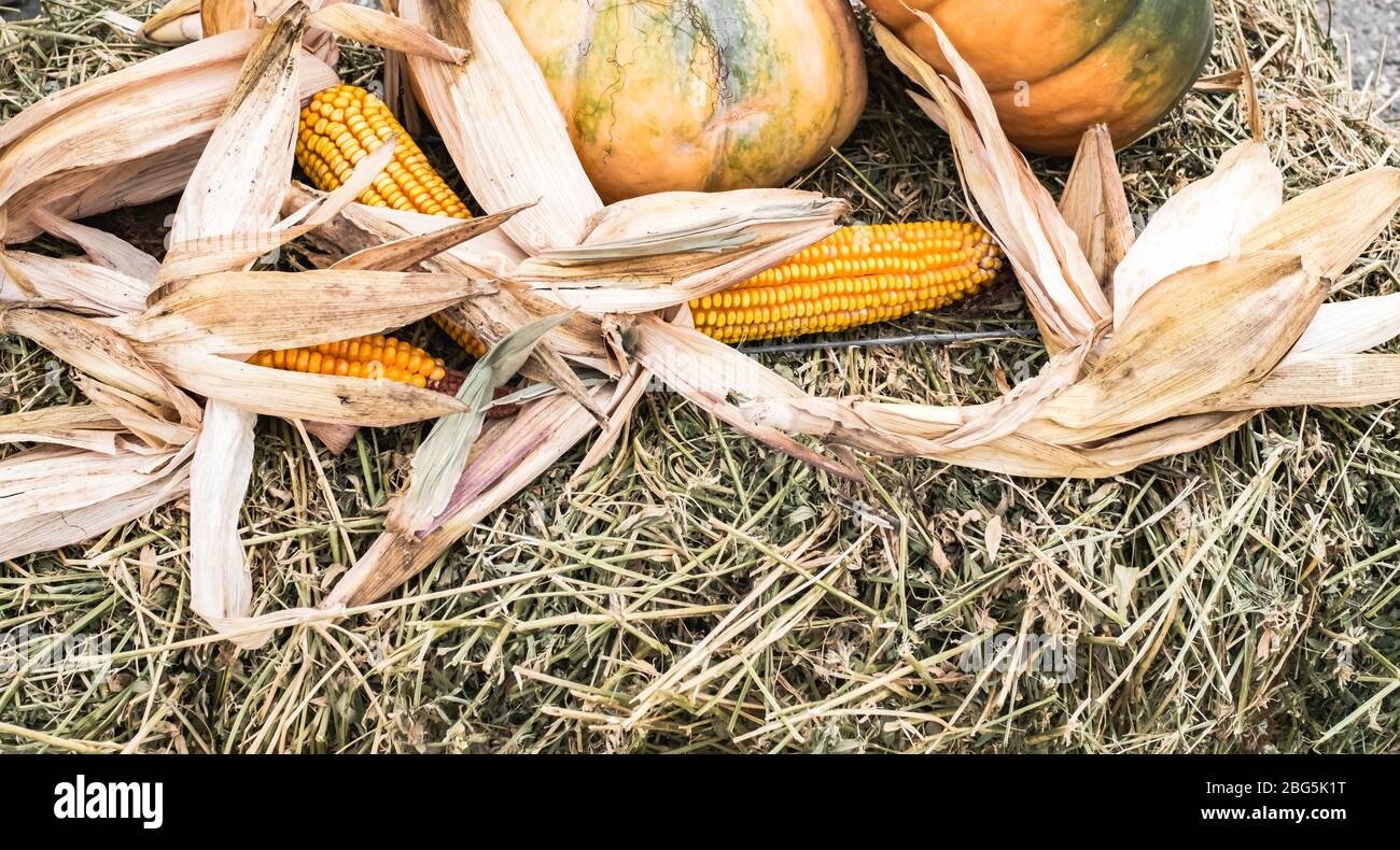 orange pumpkin and dry corn on the straw Stock Photo - Alamy