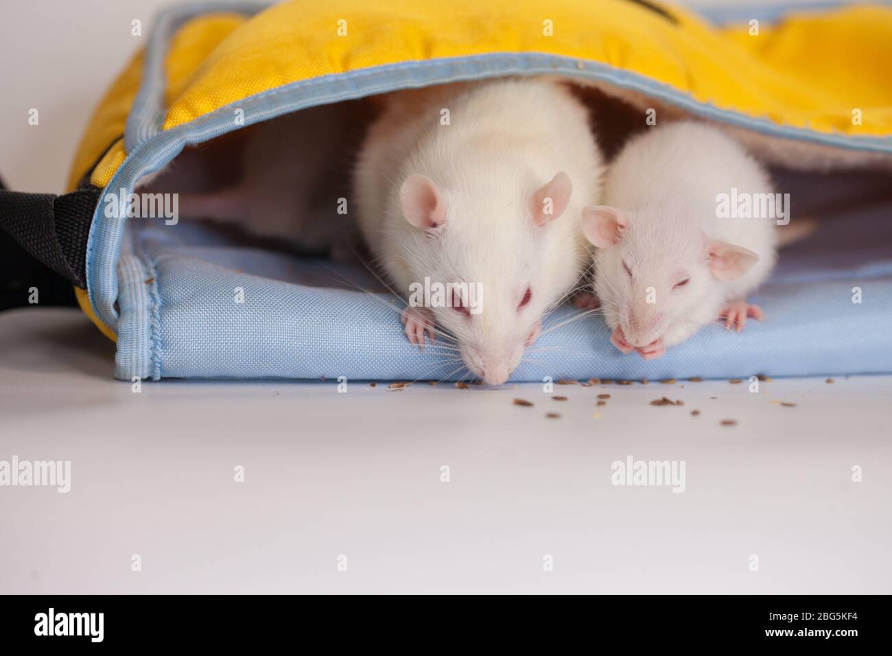 Children rats are hiding in a bag on a white background. Self-isolation ...