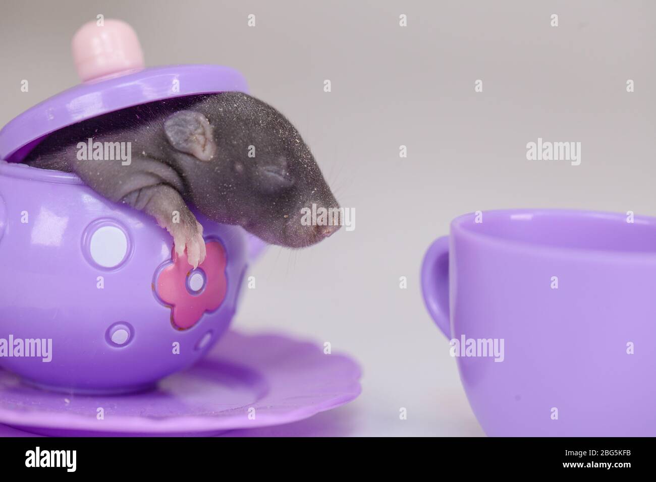 A rat child hides in a purple dish on a white background. Self ...