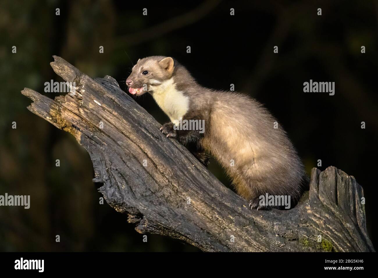 Marten hunting tree hi-res stock photography and images - Alamy