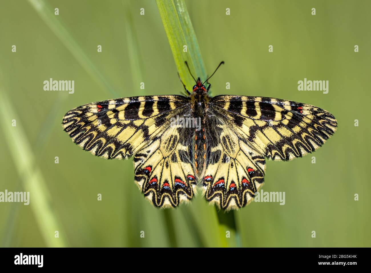 Festoon butterfly hi-res stock photography and images - Alamy