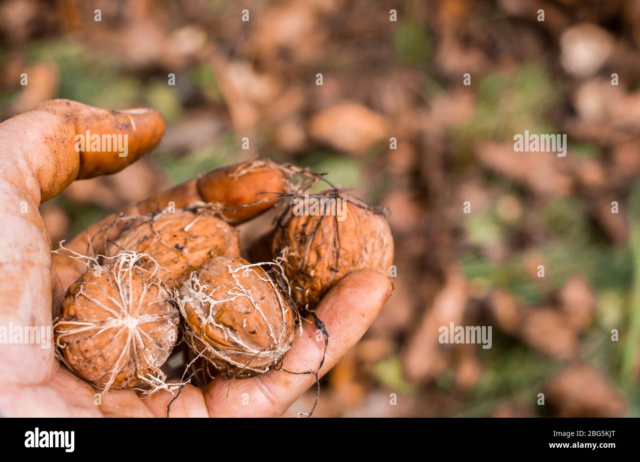 Workers hands picking nuts, colored by the peel Stock Photo - Alamy