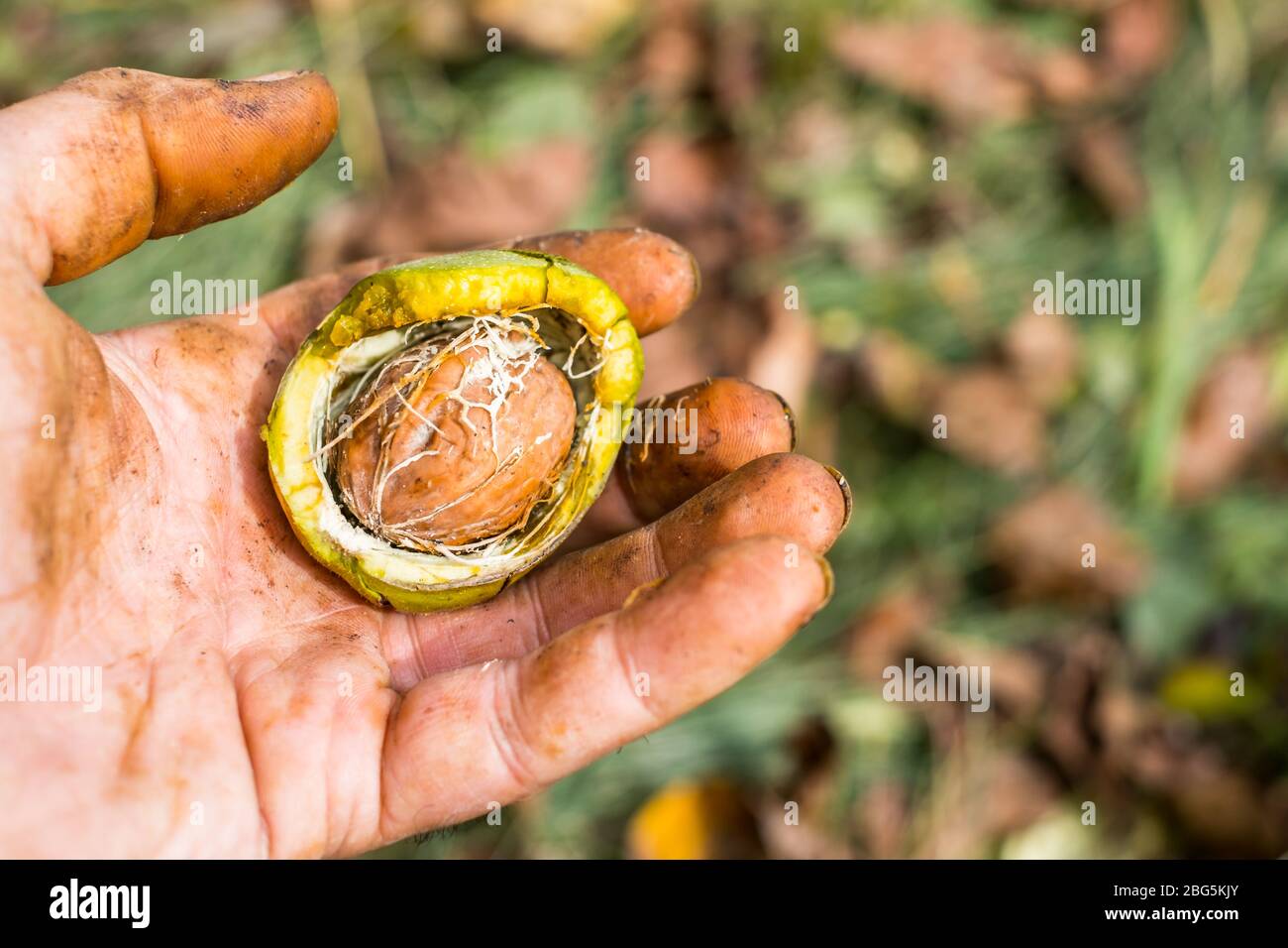 Workers hands picking nuts, colored by the peel Stock Photo - Alamy