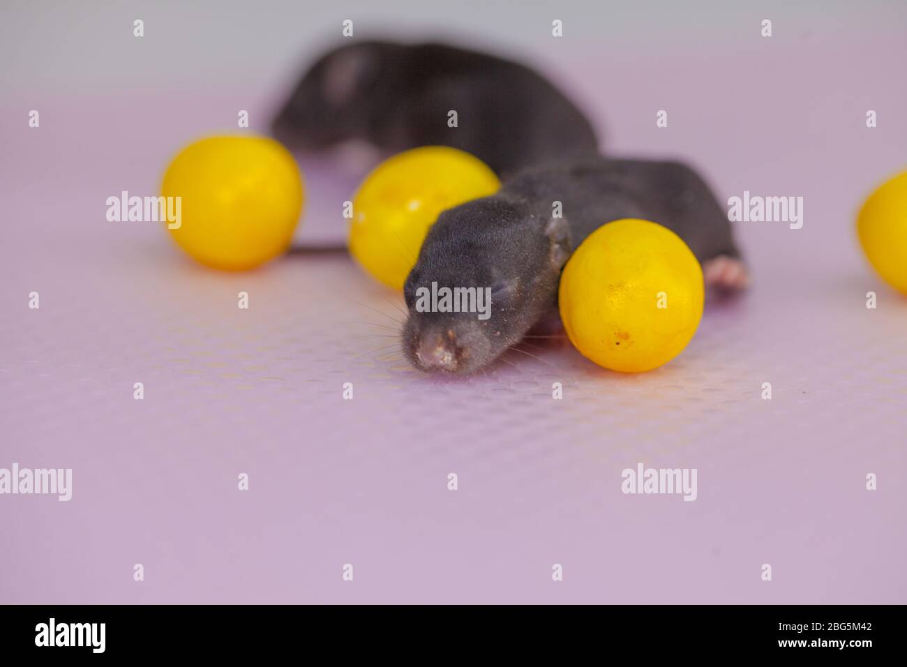 Children rats on a white background among berries Stock Photo - Alamy