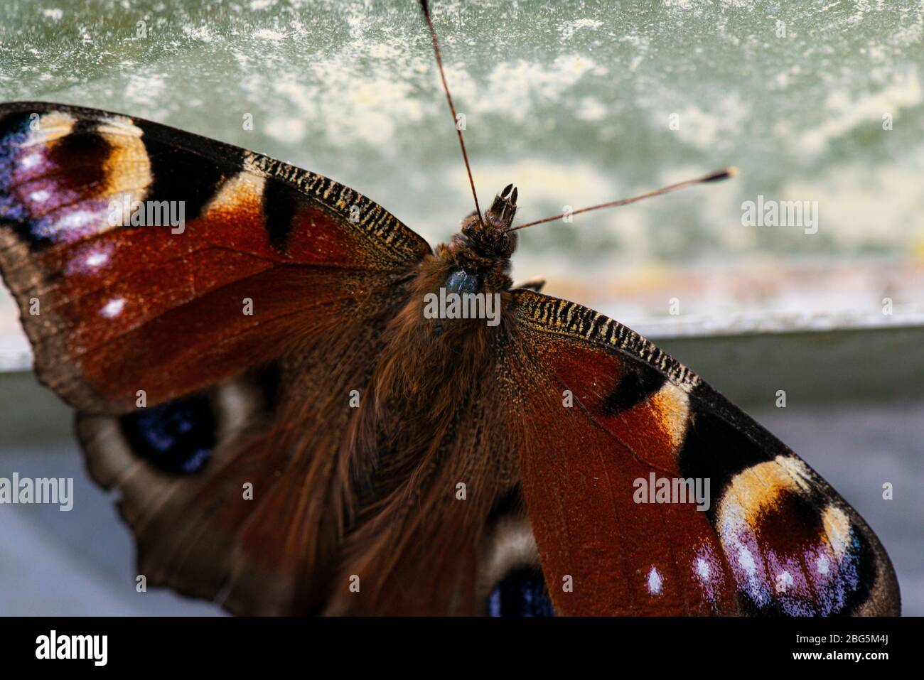 A peacock butterfly (Aglais io) in a greenhouse Stock Photo - Alamy