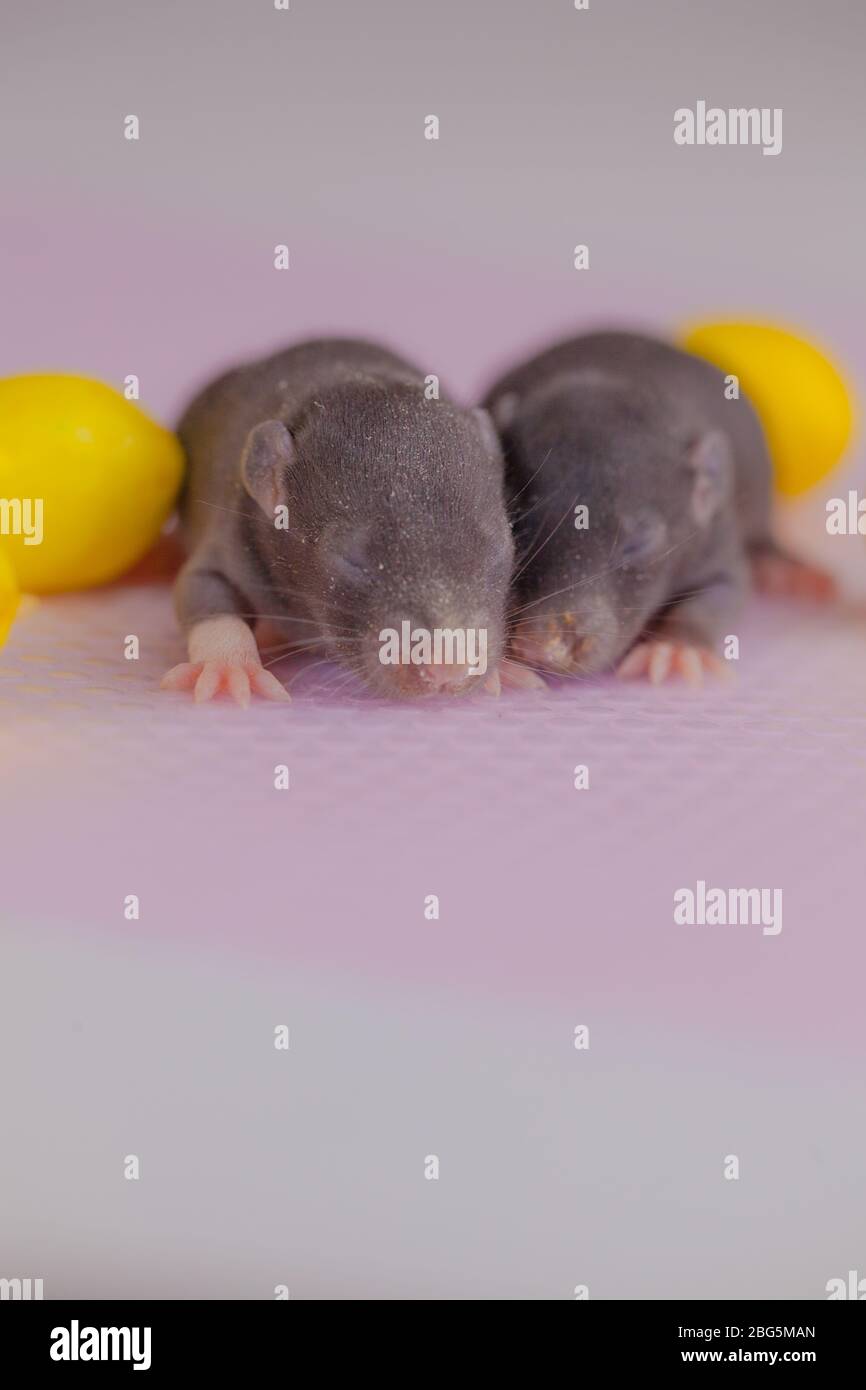 Children rats on a white background among berries Stock Photo - Alamy