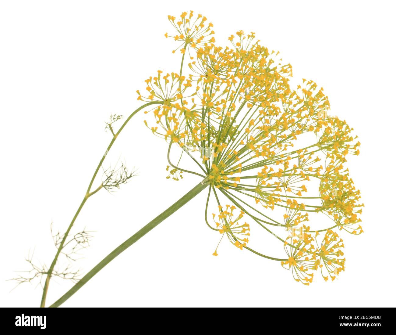 Dill flower isolated on white Stock Photo - Alamy