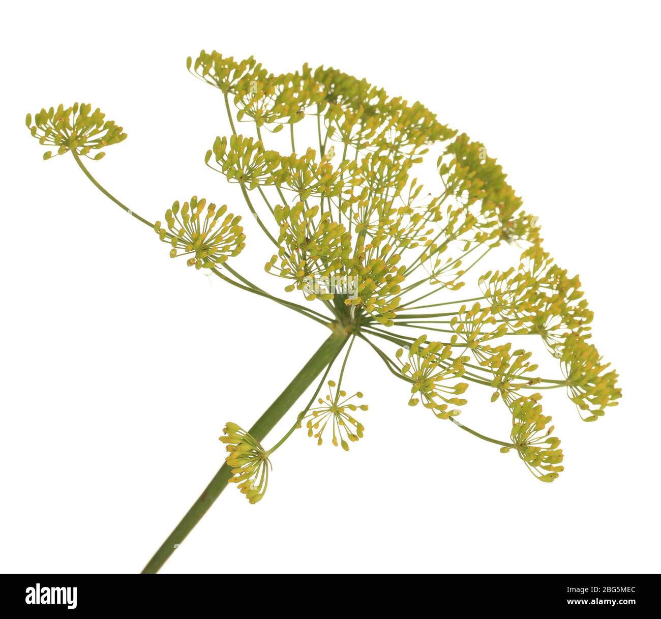Dill flower isolated on white Stock Photo - Alamy